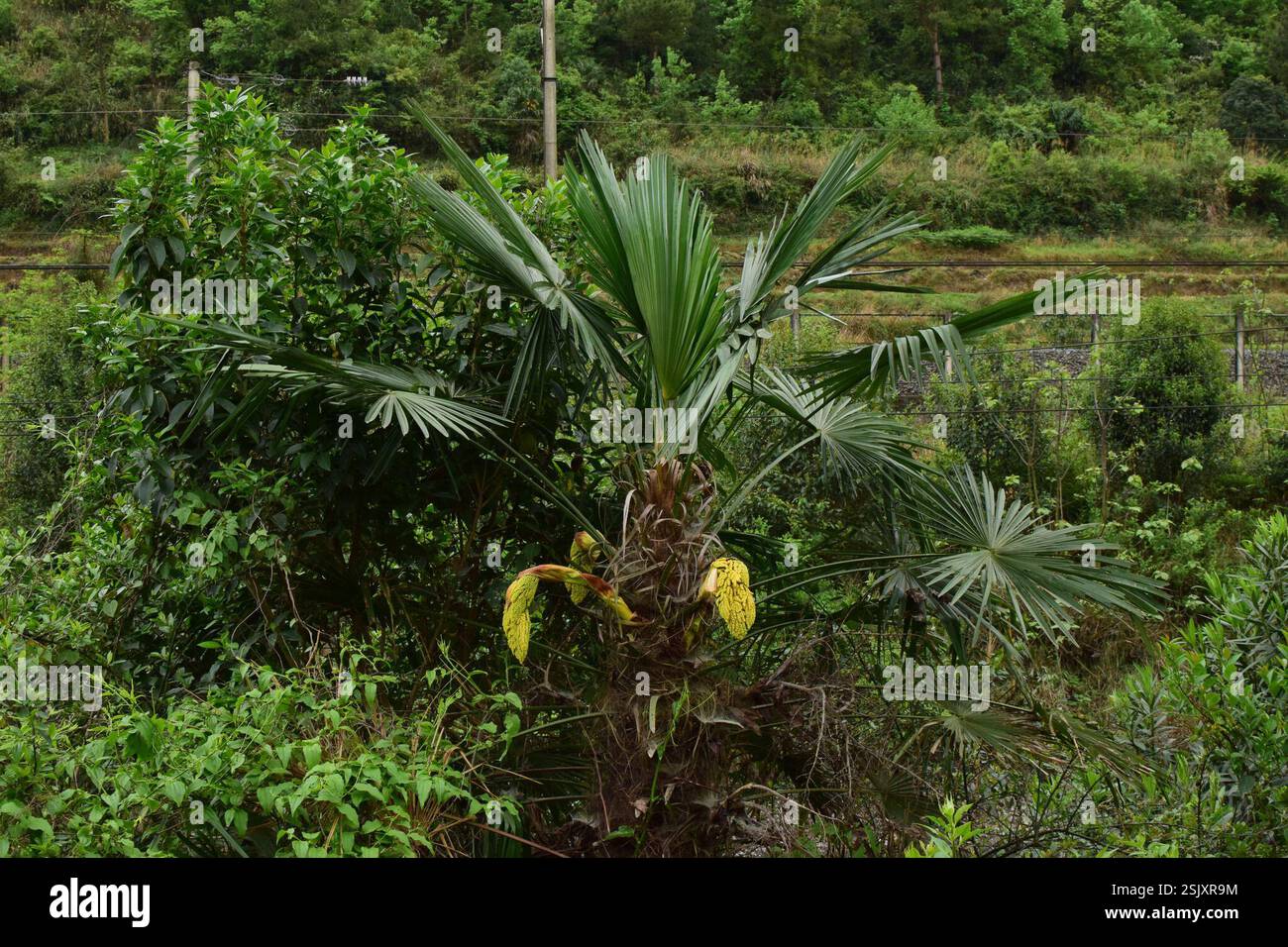 Chusan Palm (Trachycarpus fortunei), Plantae, 中国贵州省黔南布依族苗族自治州龙里县 Stock ...