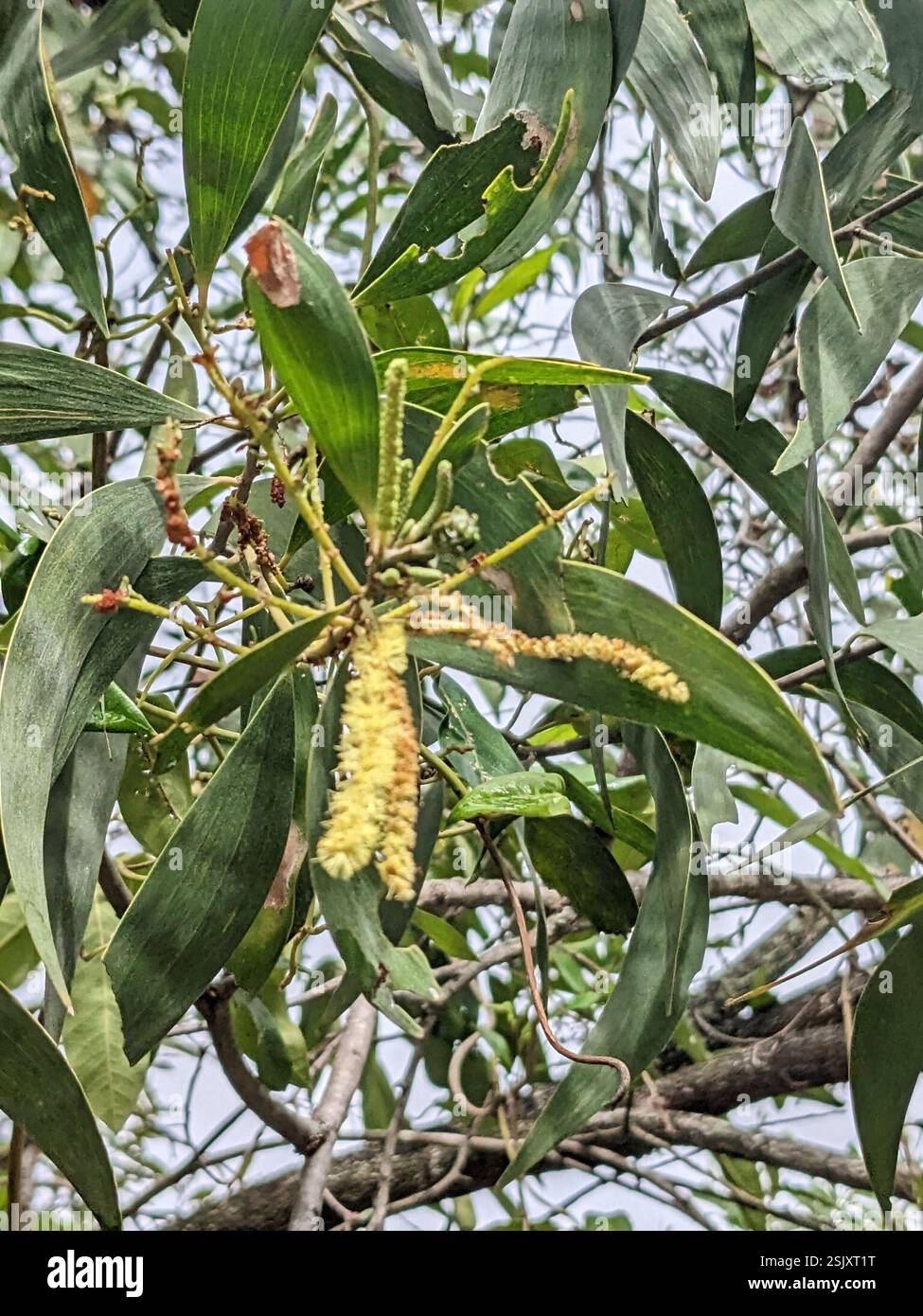 Black Wattle (Acacia aulacocarpa), Plantae, Taigum QLD 4018, Australia ...