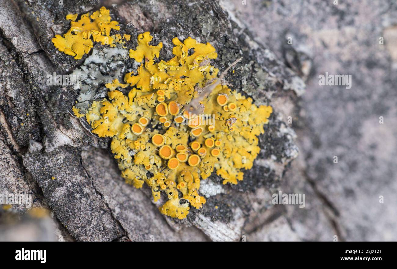 Pin-cushion Sunburst Lichen (Polycauliona polycarpa), Fungi, Perimeter ...
