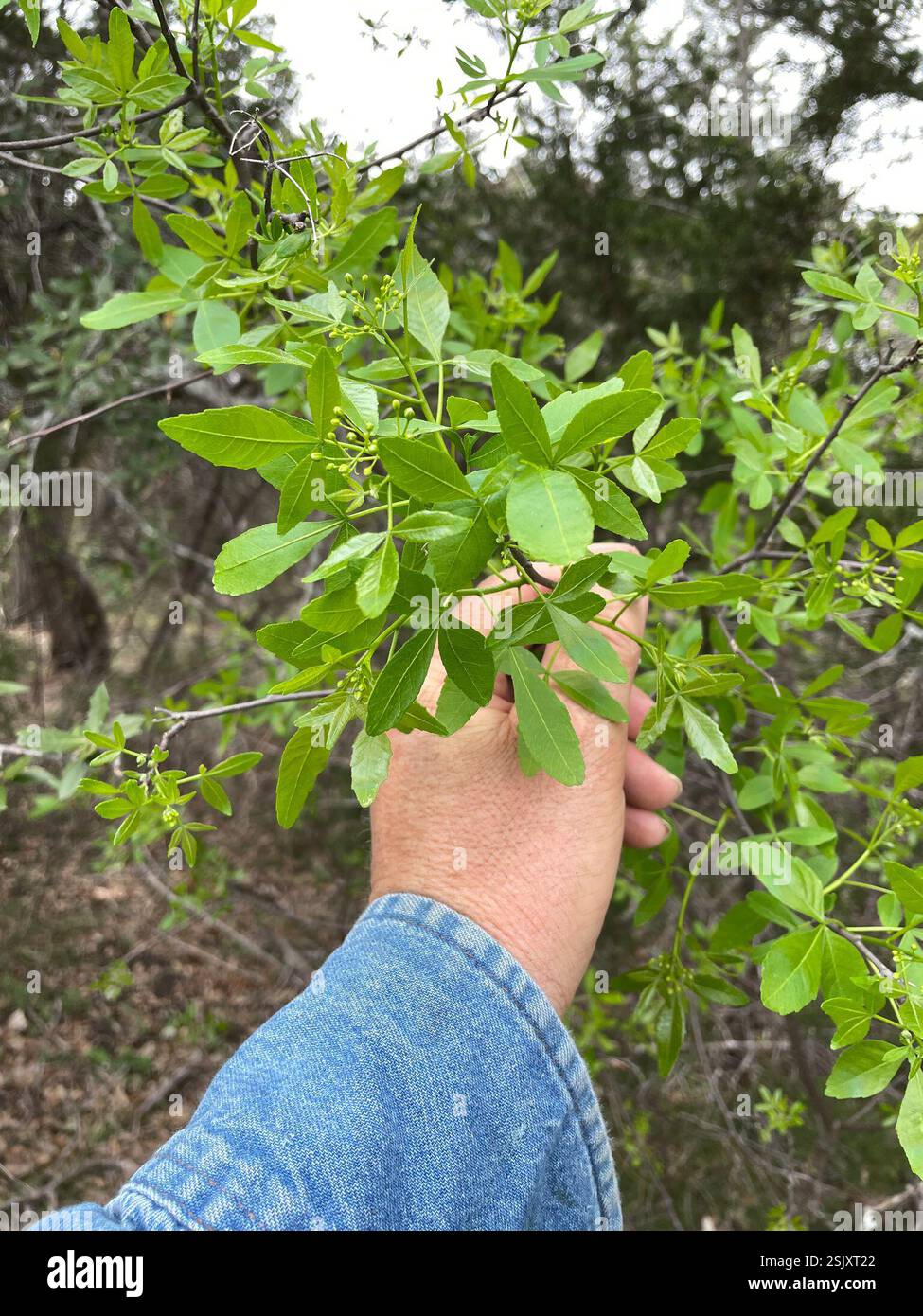 common hoptree (Ptelea trifoliata), Plantae, Moody, TX, US Stock Photo ...
