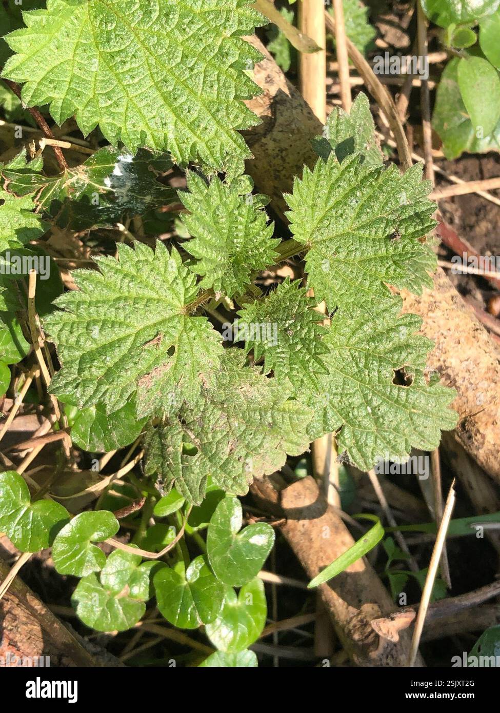 great stinging nettle (Urtica dioica), Plantae, Moulton Dr, Bradford-On ...