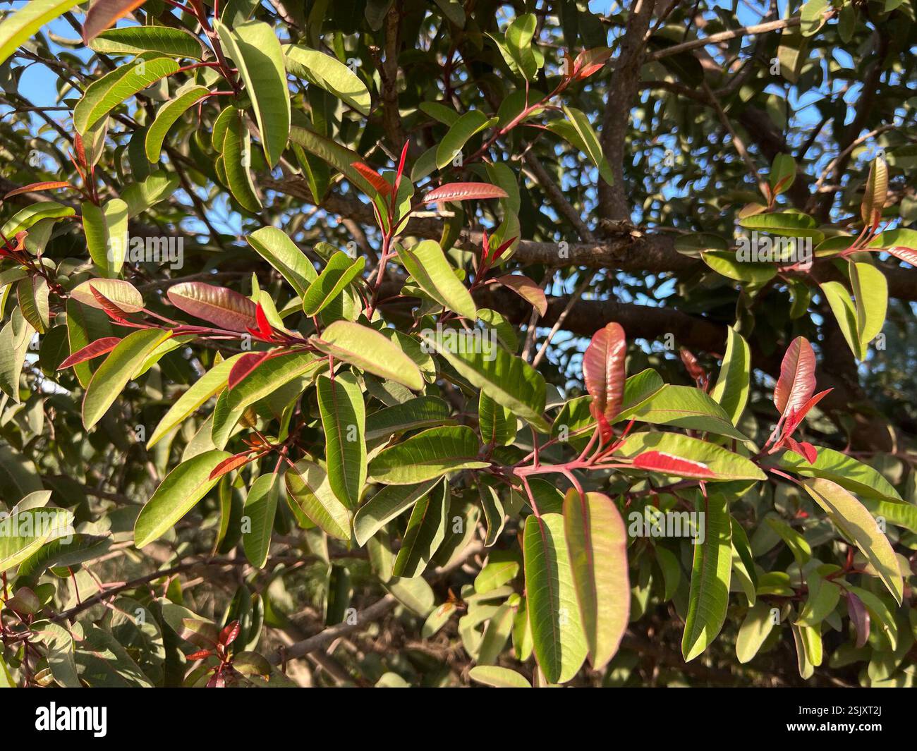 laurel sumac (Malosma laurina), Plantae, Irvine, CA, USA Stock Photo ...
