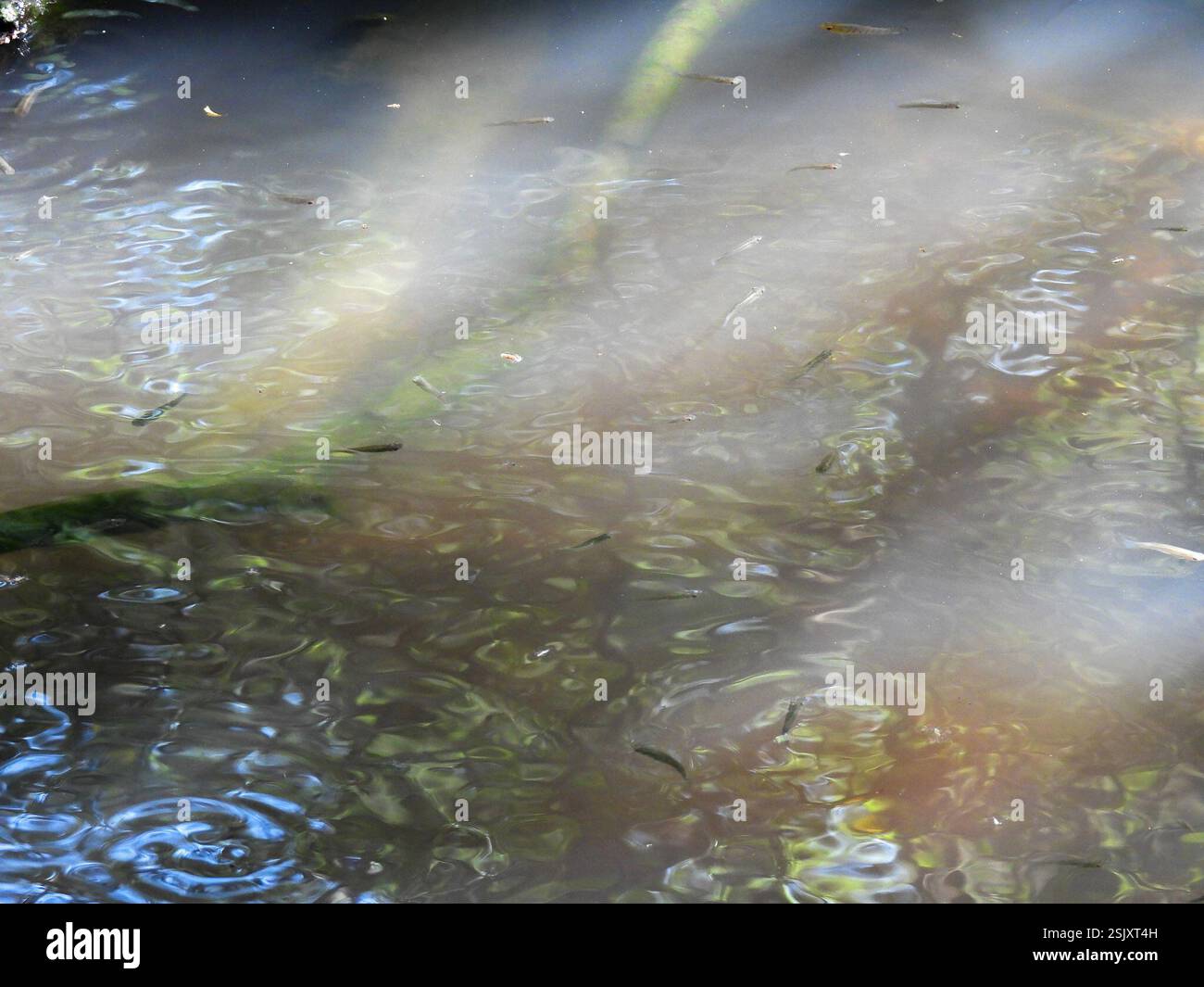 Western Mosquitofish (Gambusia affinis), Actinopterygii, Challenger ...