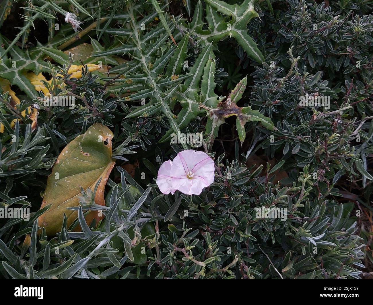 Pink Bindweed (Convolvulus oleifolius), Plantae, X9W8+CJM, Meliha ...