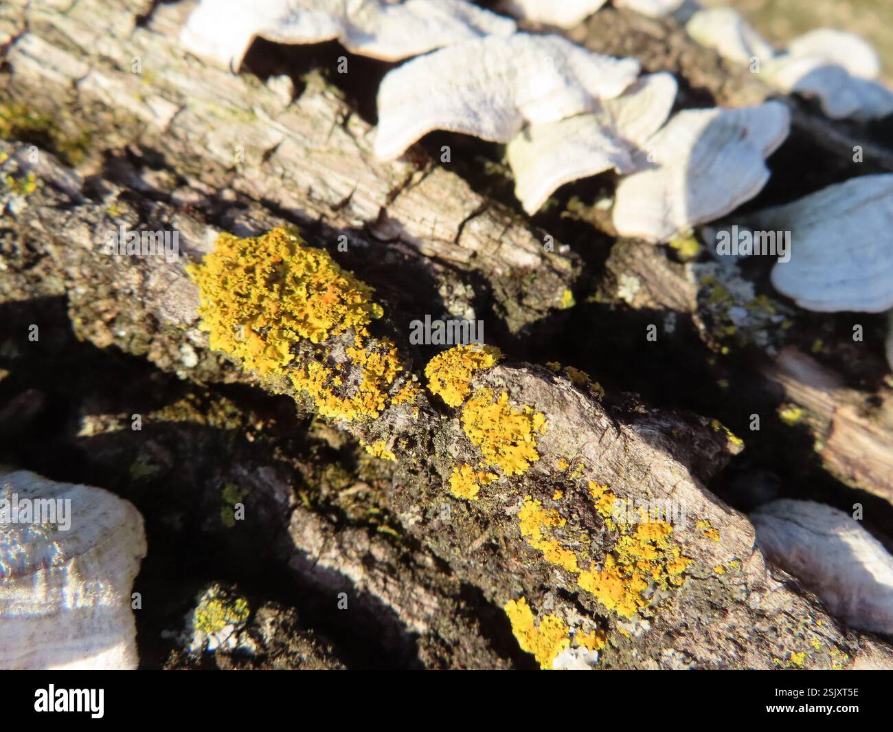 Powdery Sunburst Lichen (Xanthomendoza ulophyllodes), Fungi, Dane ...