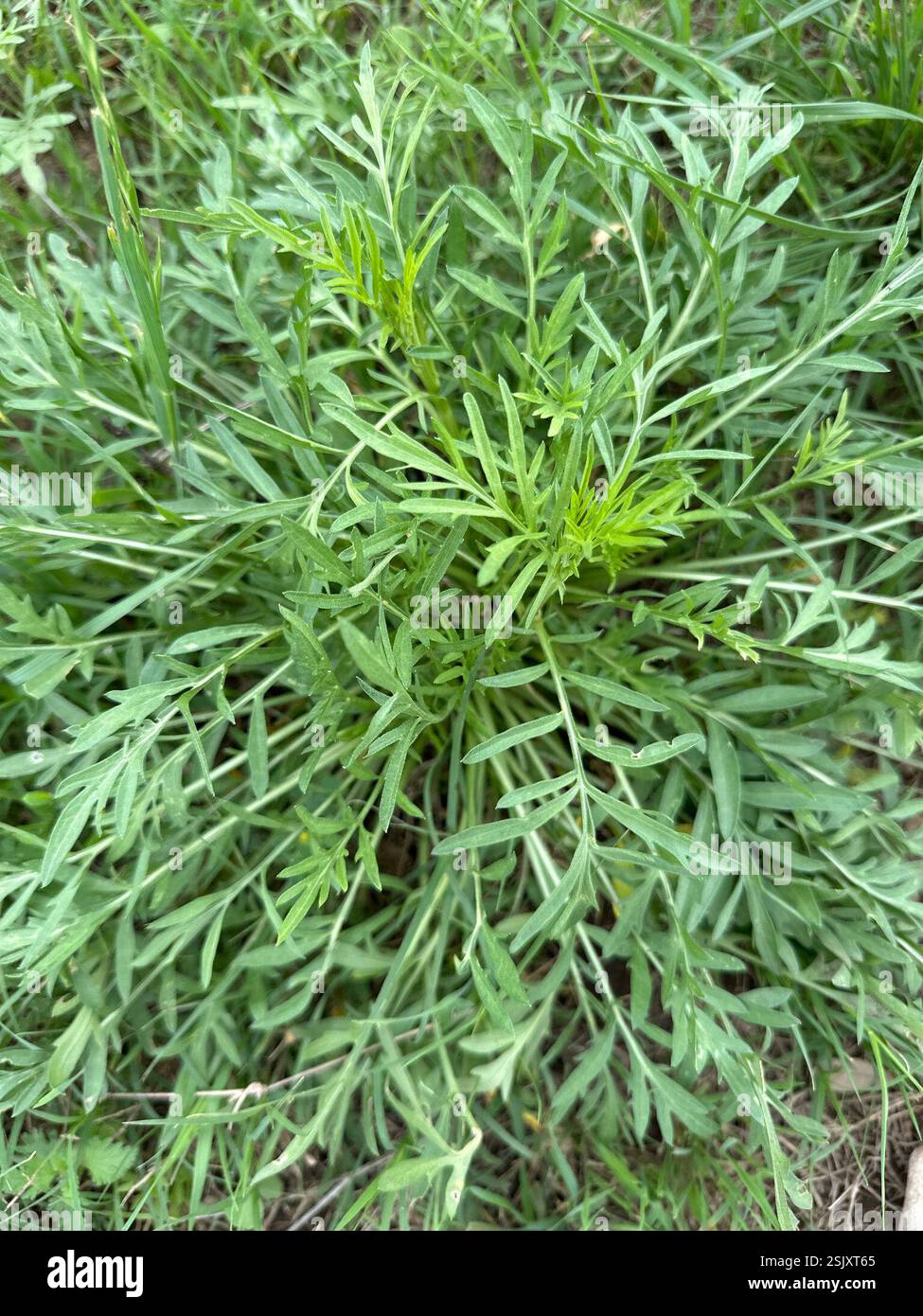 western ragweed (Ambrosia psilostachya), Plantae, SH-1604 Loop W, San ...