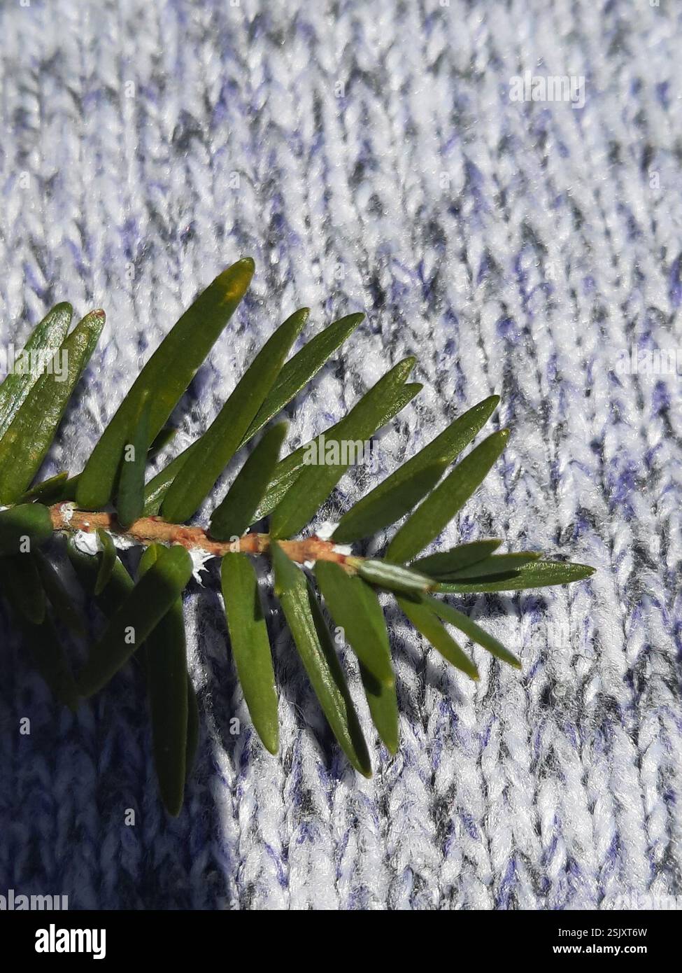 Hemlock Woolly Adelgid (Adelges tsugae), Insecta, Red Hook, NY, USA ...