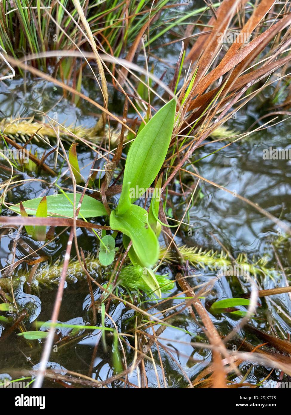 Orchidoid Orchids (Orchidoideae), Plantae, North Carolina, US Stock ...