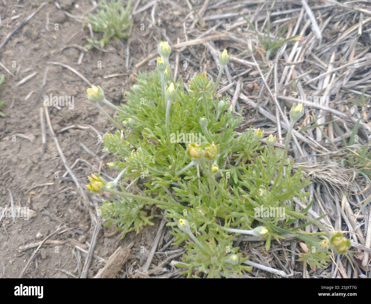 Curveseed Butterwort (Ceratocephala testiculata), Plantae, Lonerock, OR ...