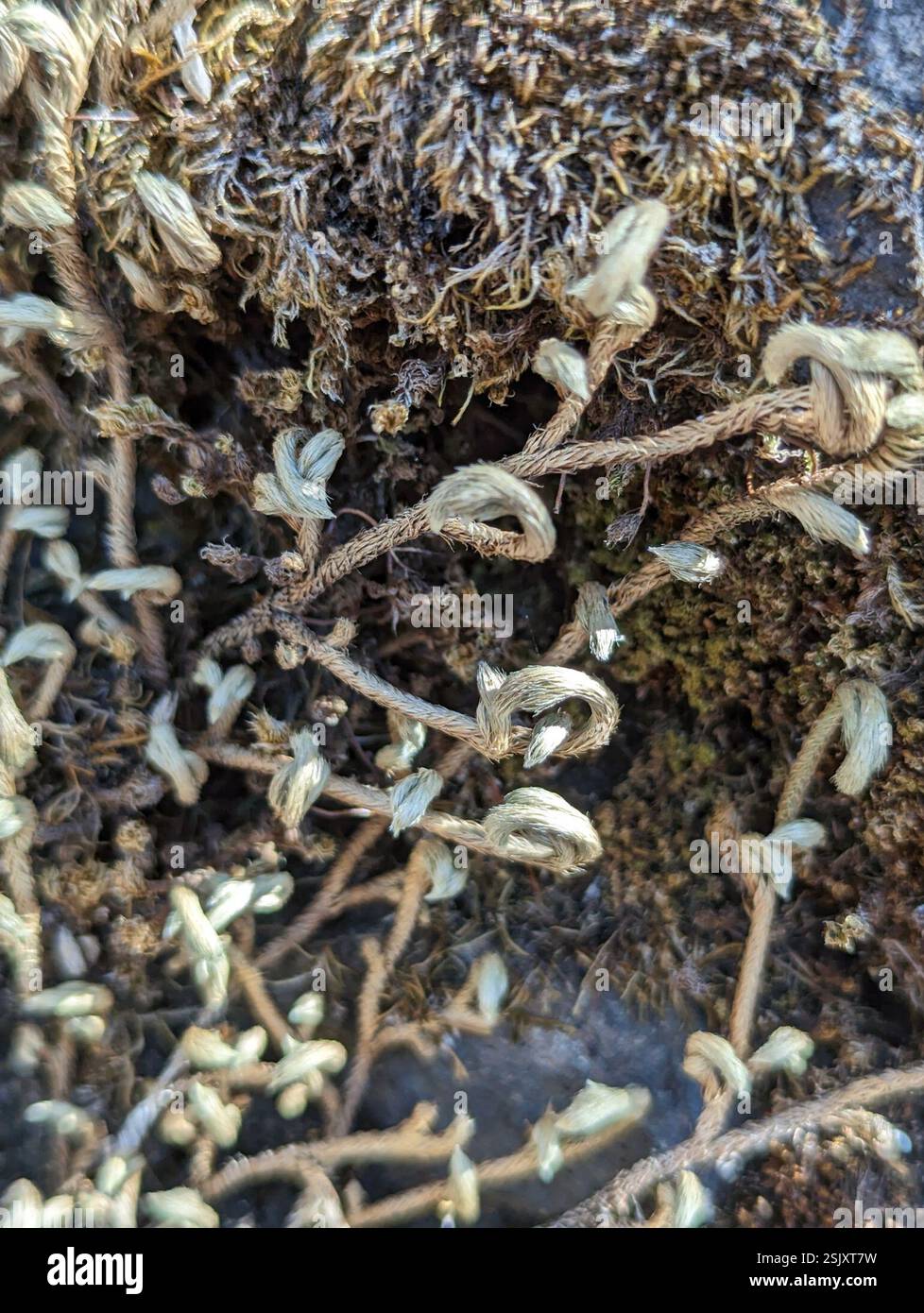 spikemosses (Selaginella), Plantae, Sololá, Guatemala Stock Photo - Alamy
