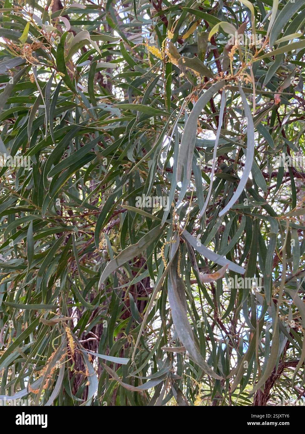 wattles (Acacia), Plantae, Bluff, QLD, AU Stock Photo - Alamy