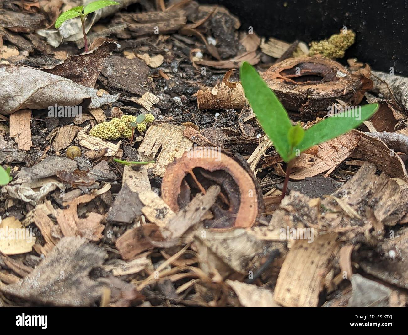 plants (Plantae), Plantae, Windsor Forest, Savannah, GA, USA, Random ...