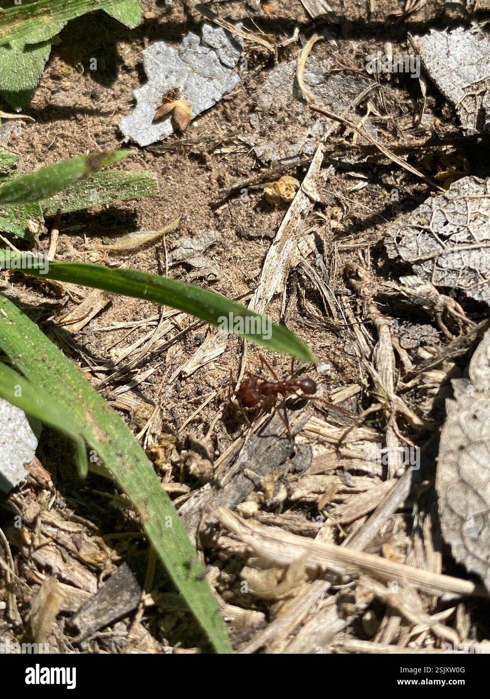 Texas Leafcutter Ant (Atta texana), Insecta, Roy G. Guerrero Colorado ...
