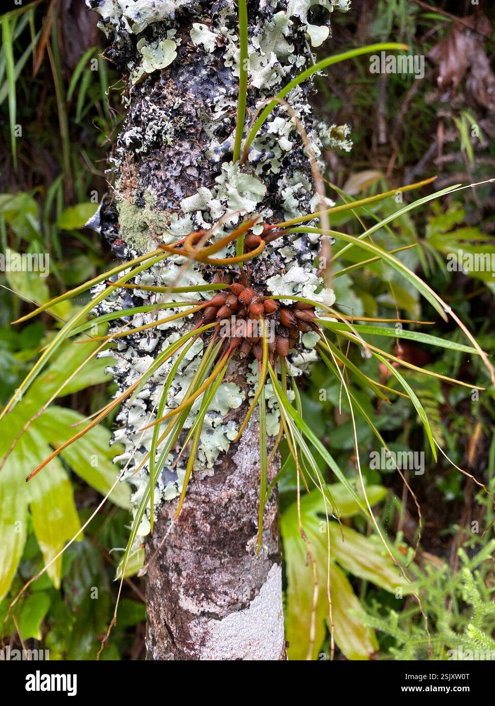Lower Epidendroid Orchids (Epidendroideae), Plantae, Banaue, PH-IF, PH ...
