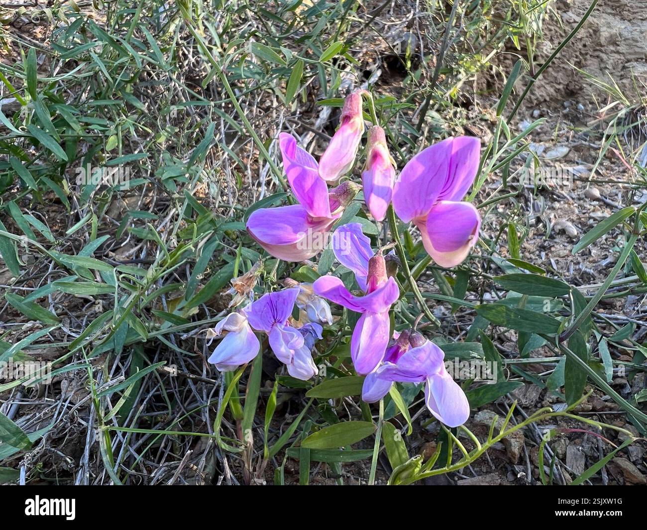 common pacific pea (Lathyrus vestitus vestitus), Plantae, Riverside ...