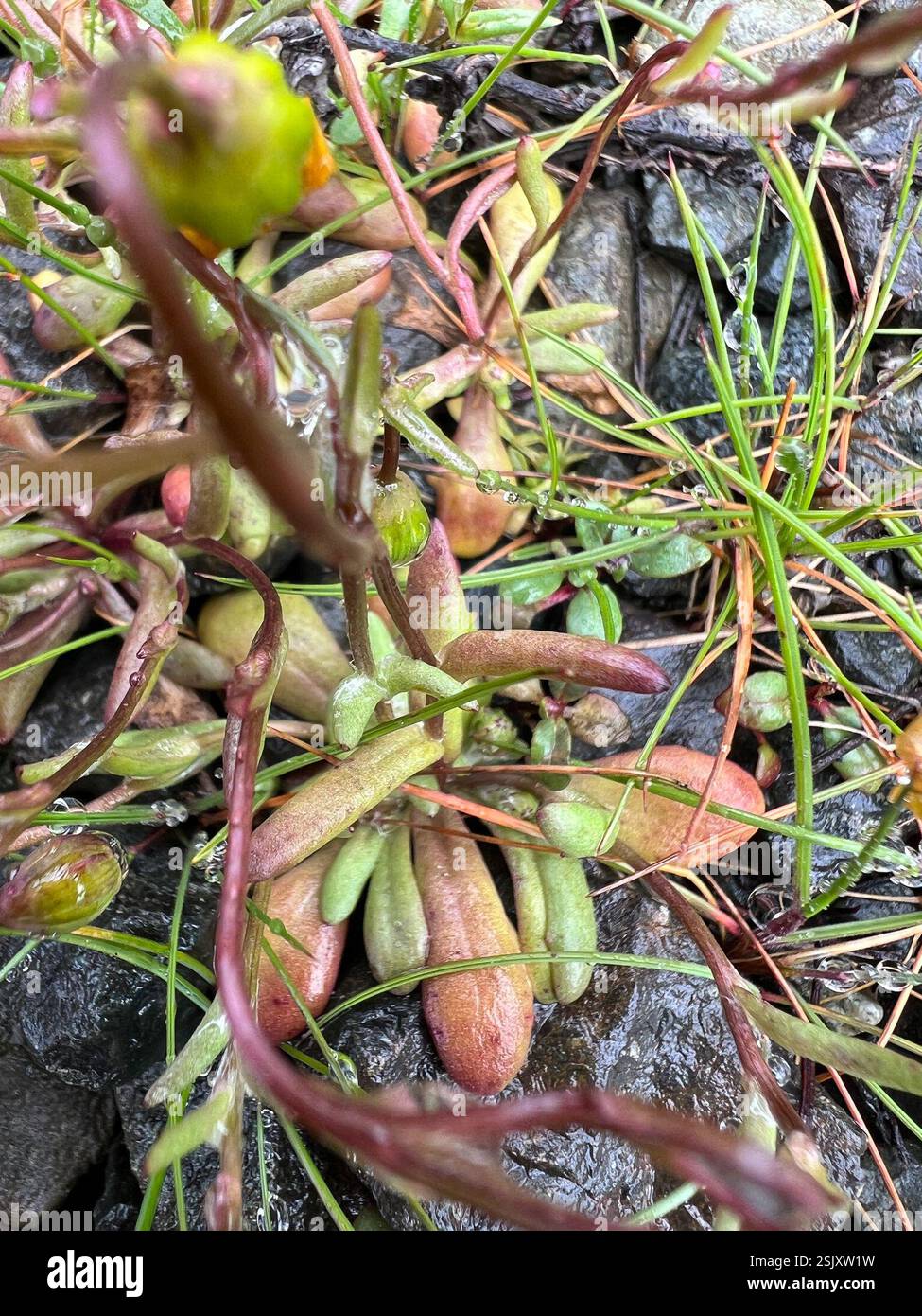 spring gold (Crocidium multicaule), Plantae, Josephine County, OR, USA ...