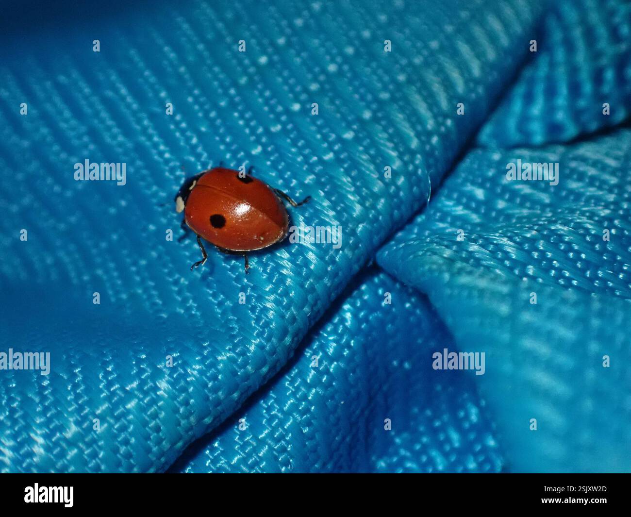 Two-spotted Lady Beetle (Adalia bipunctata), Insecta, Capital, BC ...
