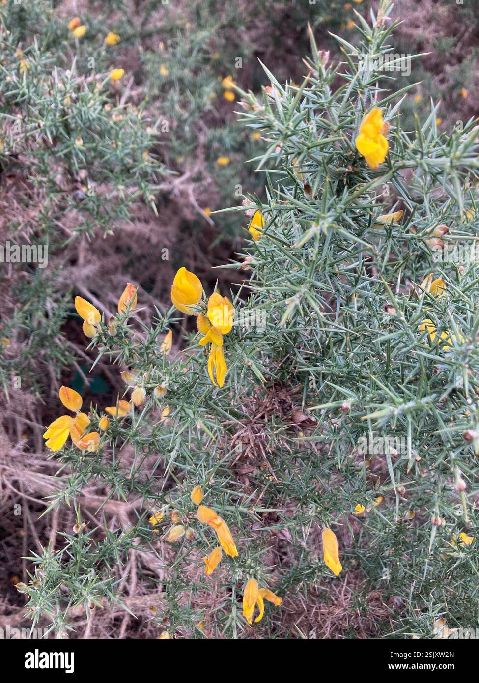 gorse (Ulex europaeus), Plantae, Station Road, London, England, GB ...