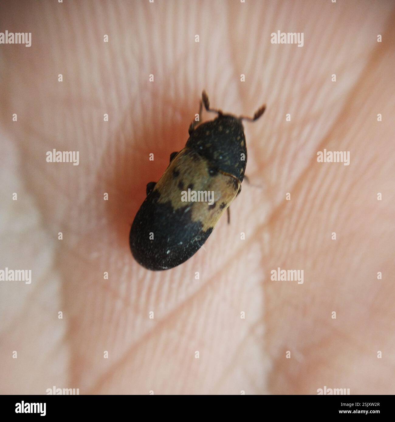Larder Beetle (Dermestes lardarius), Insecta, Kosanin dol, Pancharevo ...