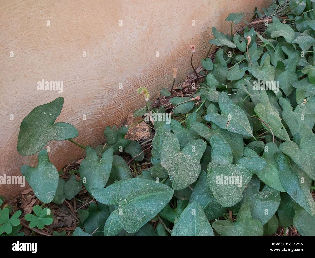 Friar's-cowl (Arisarum vulgare), Plantae, Radisson Blu, Golden Sands ...