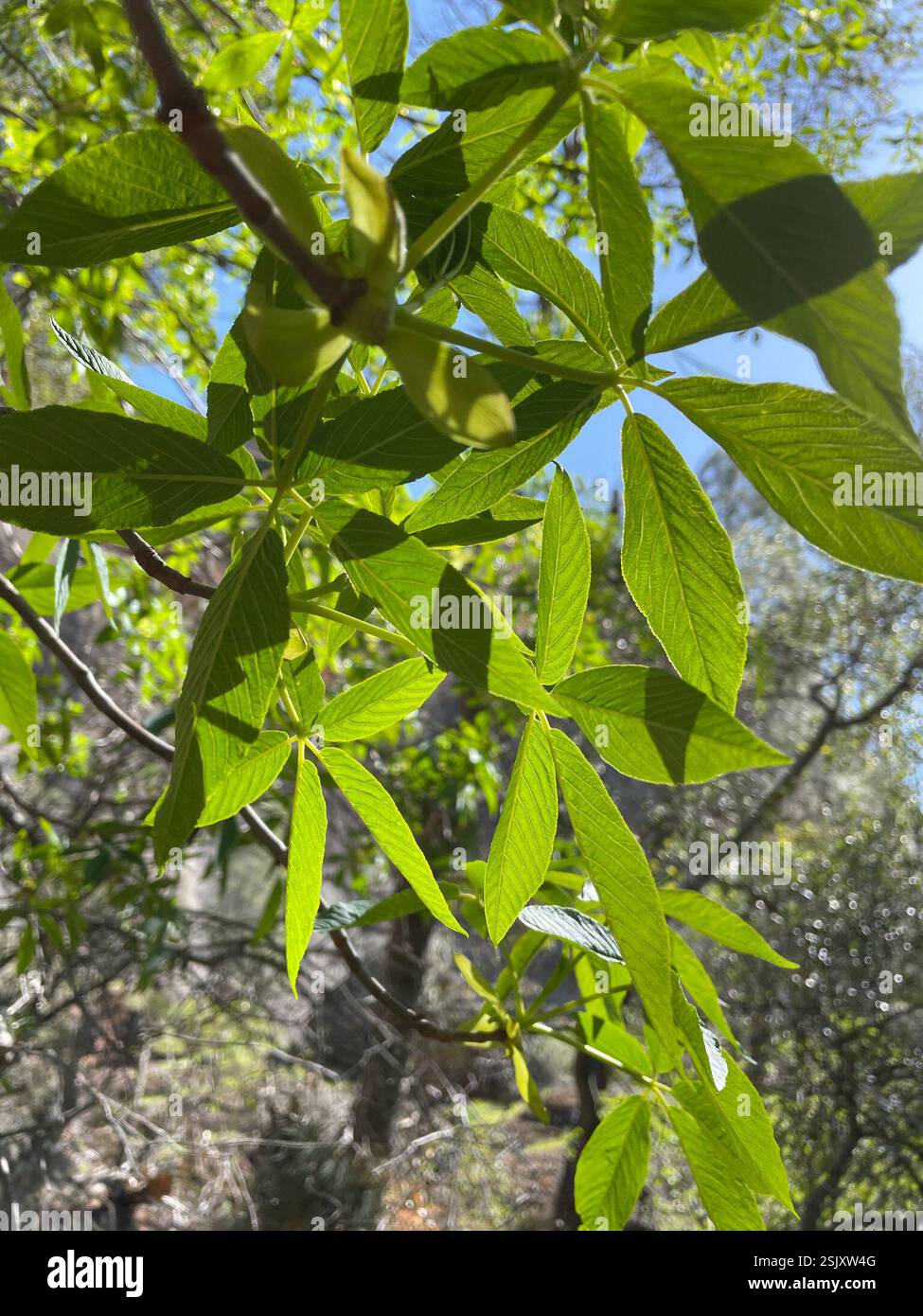 California buckeye (Aesculus californica), Plantae, San Benito County ...