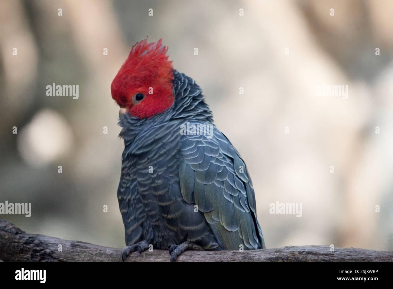 The Gang-gang Cockatoo is a small, overall dark grey cockatoo, with ...
