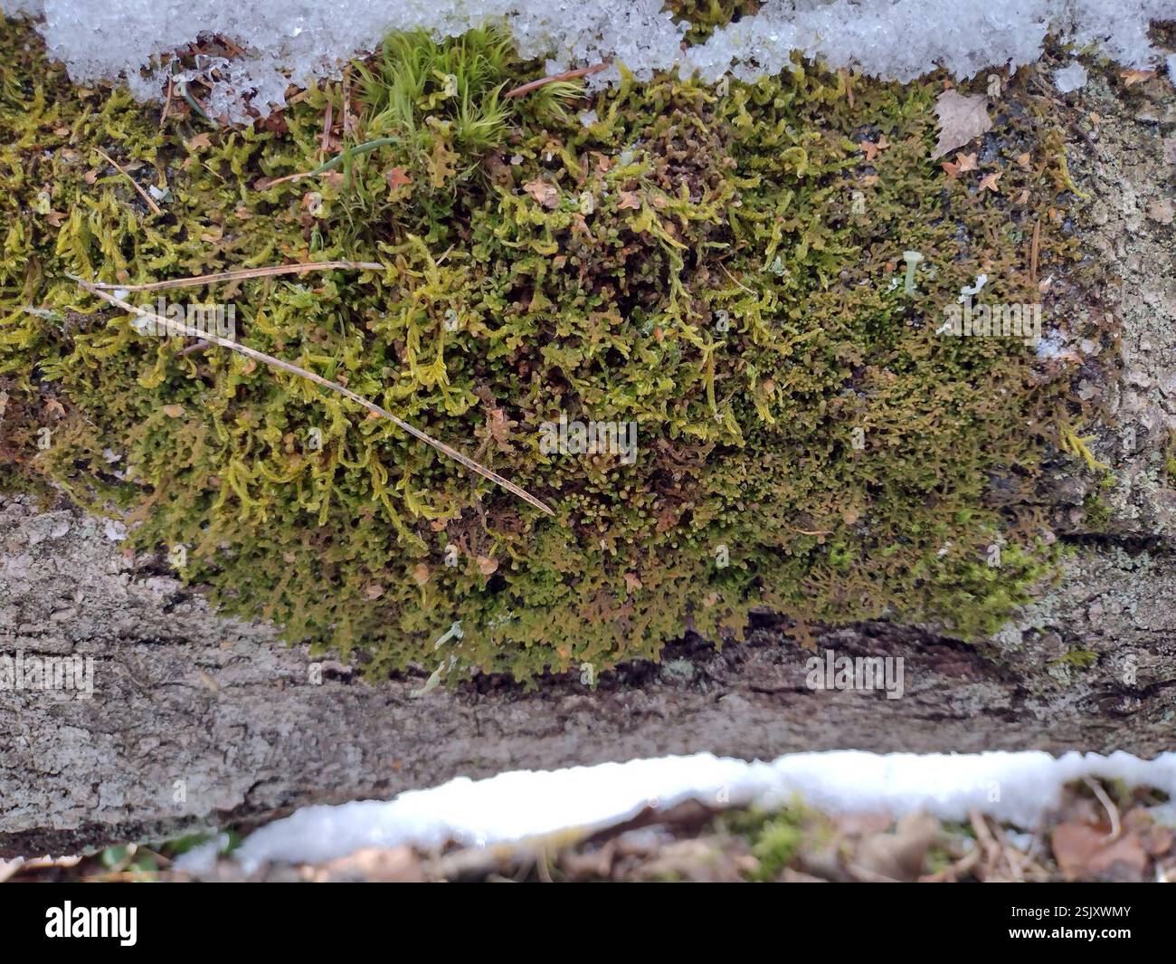 Tree Fringewort (Ptilidium pulcherrimum), Plantae, Wielki Kack, Gdynia ...