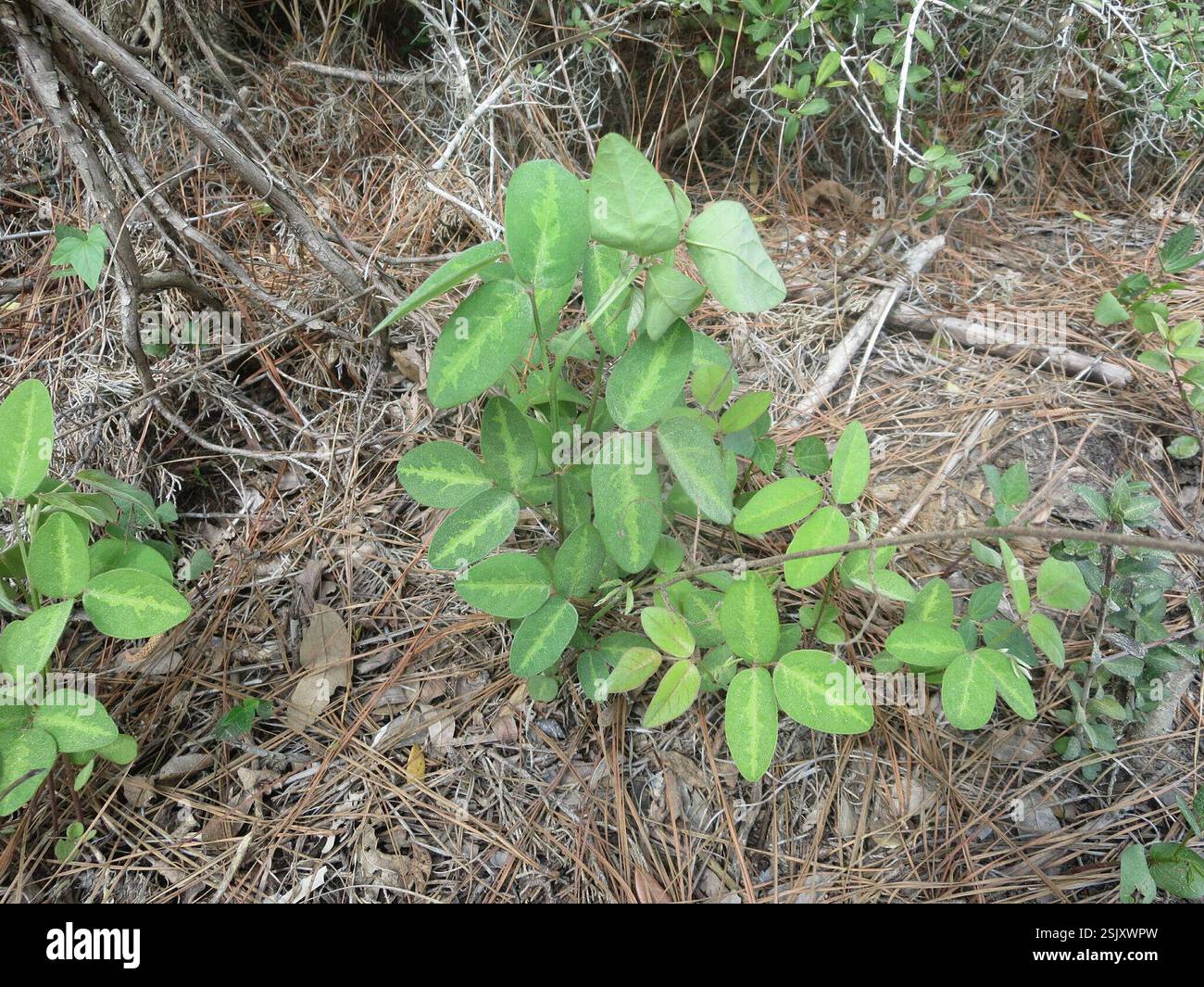 (Faboideae), Plantae, Windsor Forest, Savannah, GA, USA Stock Photo - Alamy