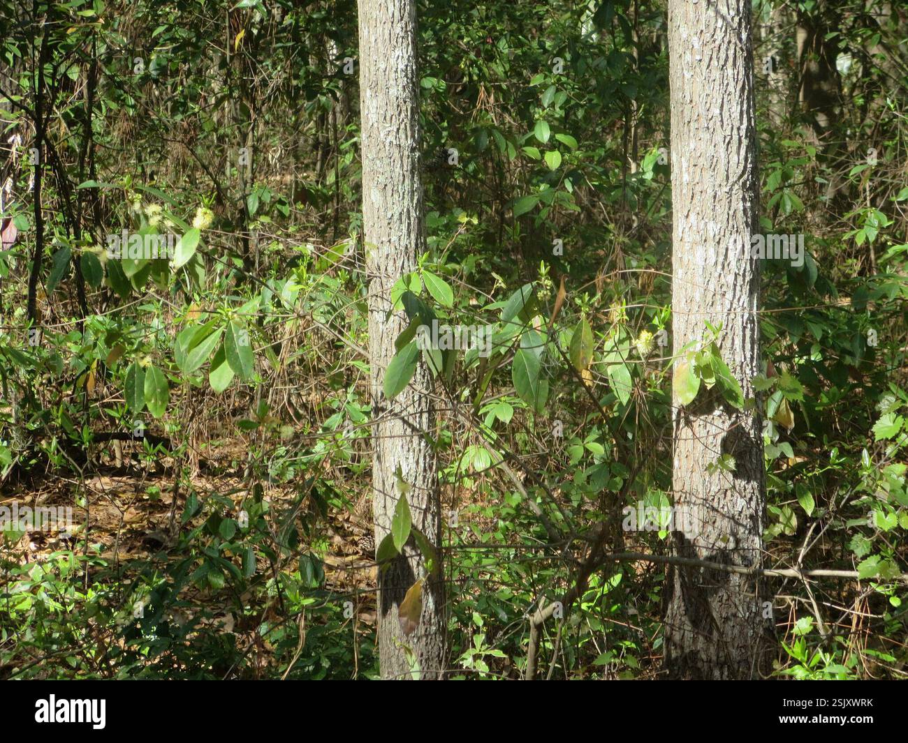 Sweetleaf (Symplocos tinctoria), Plantae, Windsor Forest, Savannah, GA ...