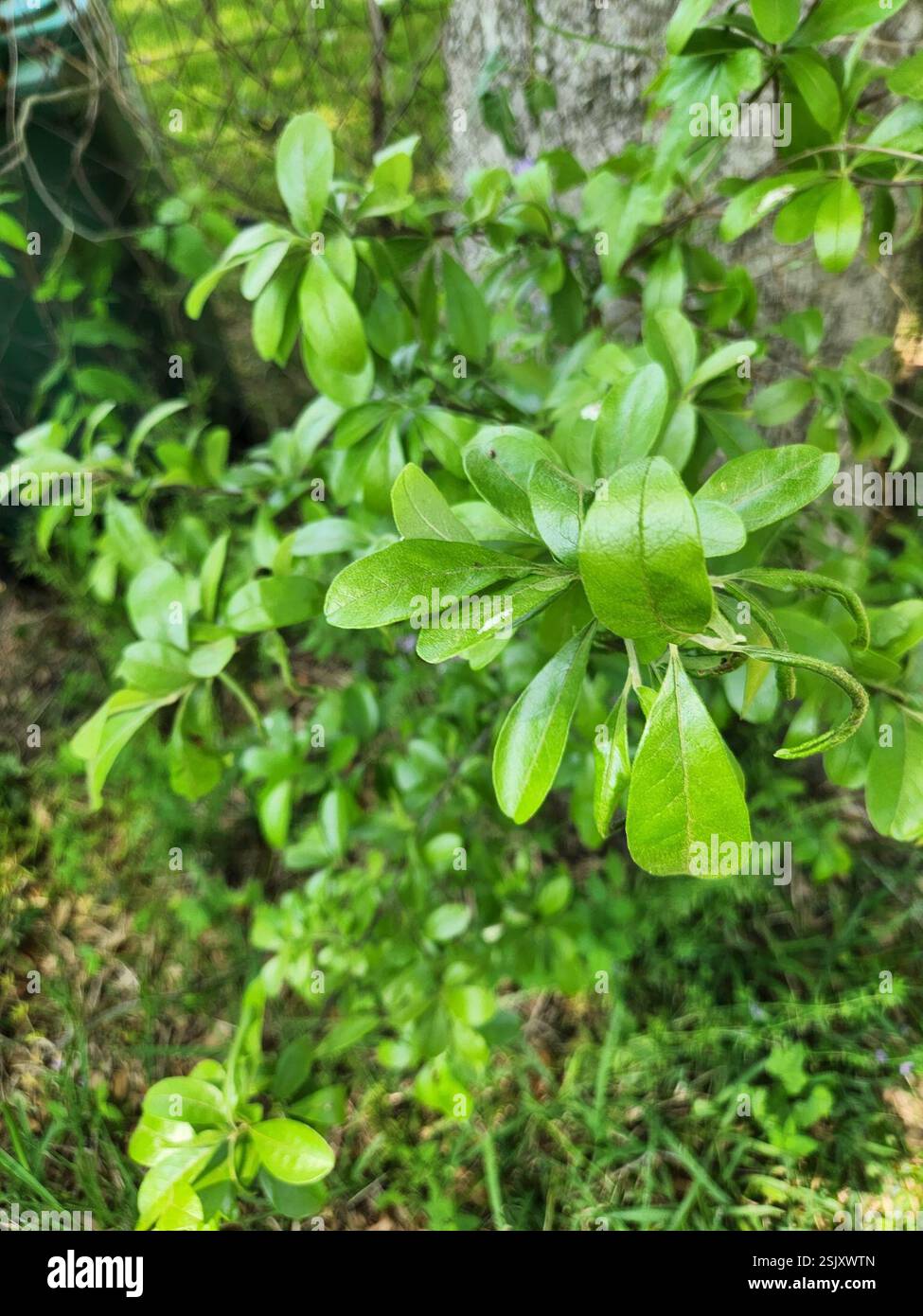 Gum bumelia (Sideroxylon lanuginosum), Plantae, Texas, US Stock Photo ...