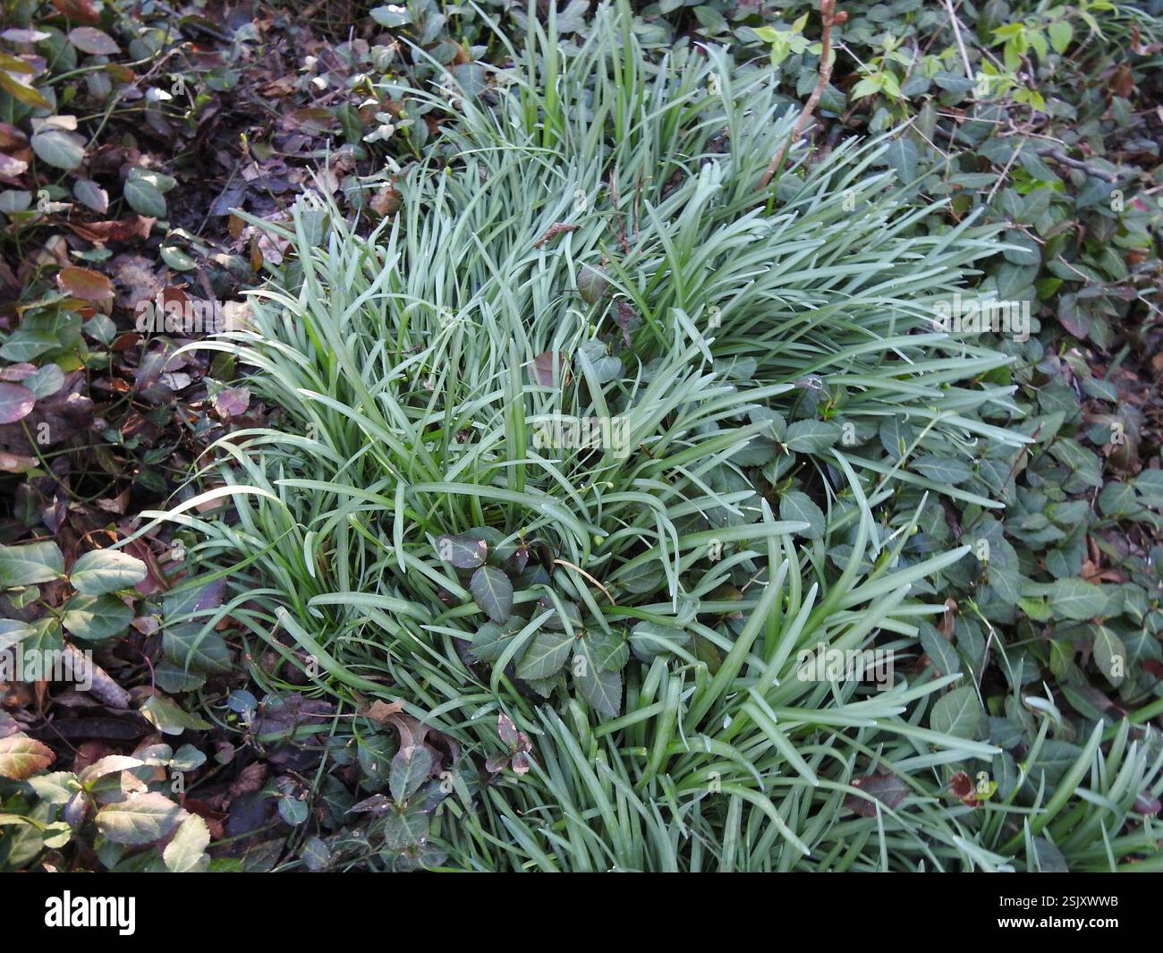 monocots (Liliopsida), Plantae, Clifton, Cincinnati, OH, USA Stock ...