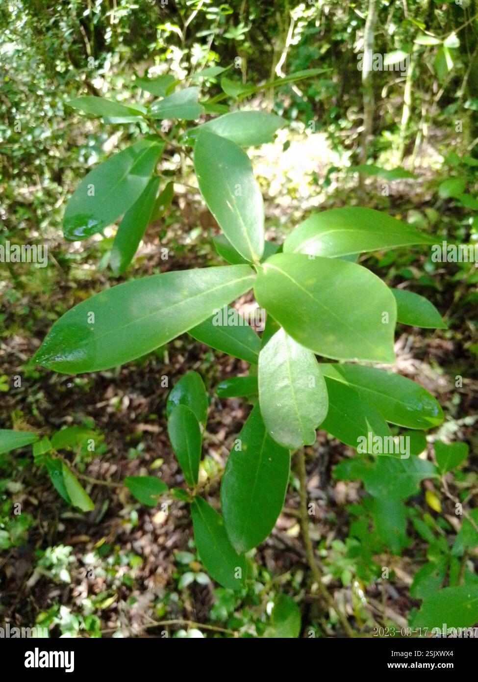 (Daphnopsis racemosa), Plantae, 37000 Departamento de Cerro Largo ...