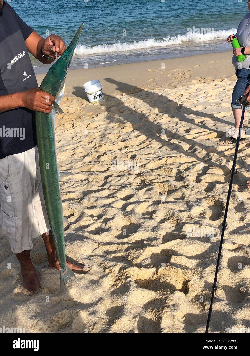 Mexican Needlefish (Tylosurus fodiator), Actinopterygii, MX Stock Photo ...
