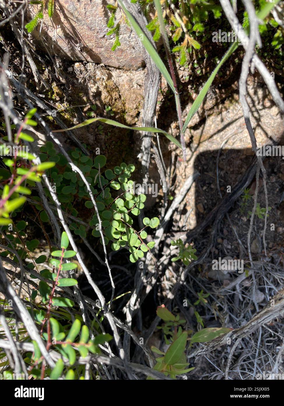 Coffee Fern (Pellaea andromedifolia), Plantae, San Benito County, CA ...