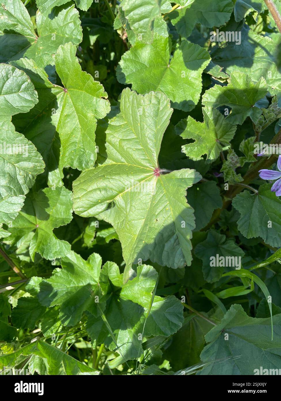 Cretan mallow (Malva multiflora), Plantae, East San Jose, San Jose, CA ...