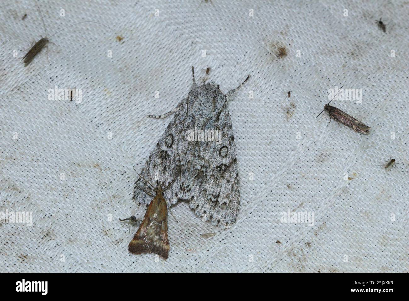 Sycamore Moth (Acronicta aceris), Insecta, 8400 Ebeltoft, Danmark Stock ...