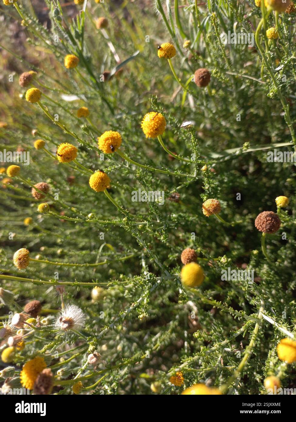 (Asteroideae), Plantae, Cacadu, ZA-EC, ZA Stock Photo - Alamy