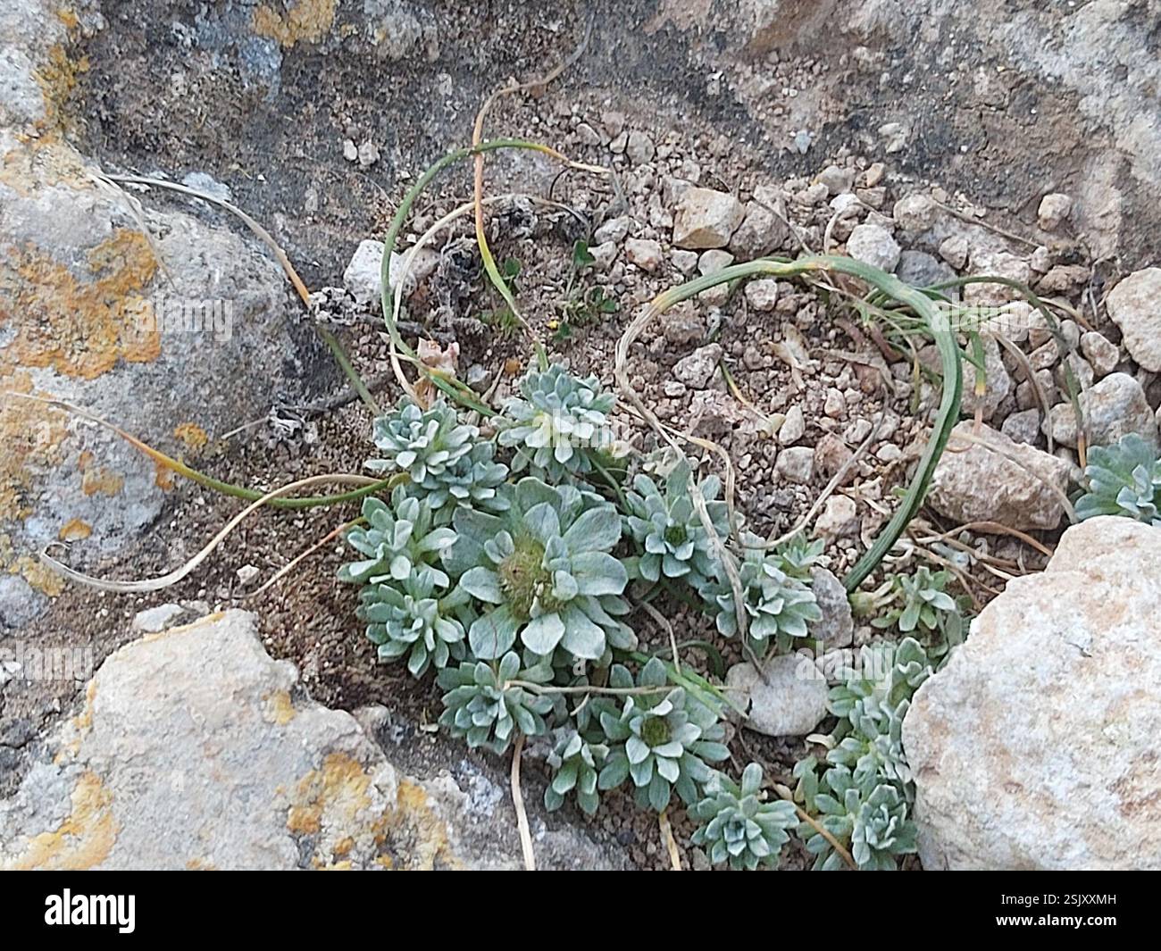 pygmy cudweed (Filago pygmaea), Plantae, Xemxija, St Paul's Bay, Malta ...
