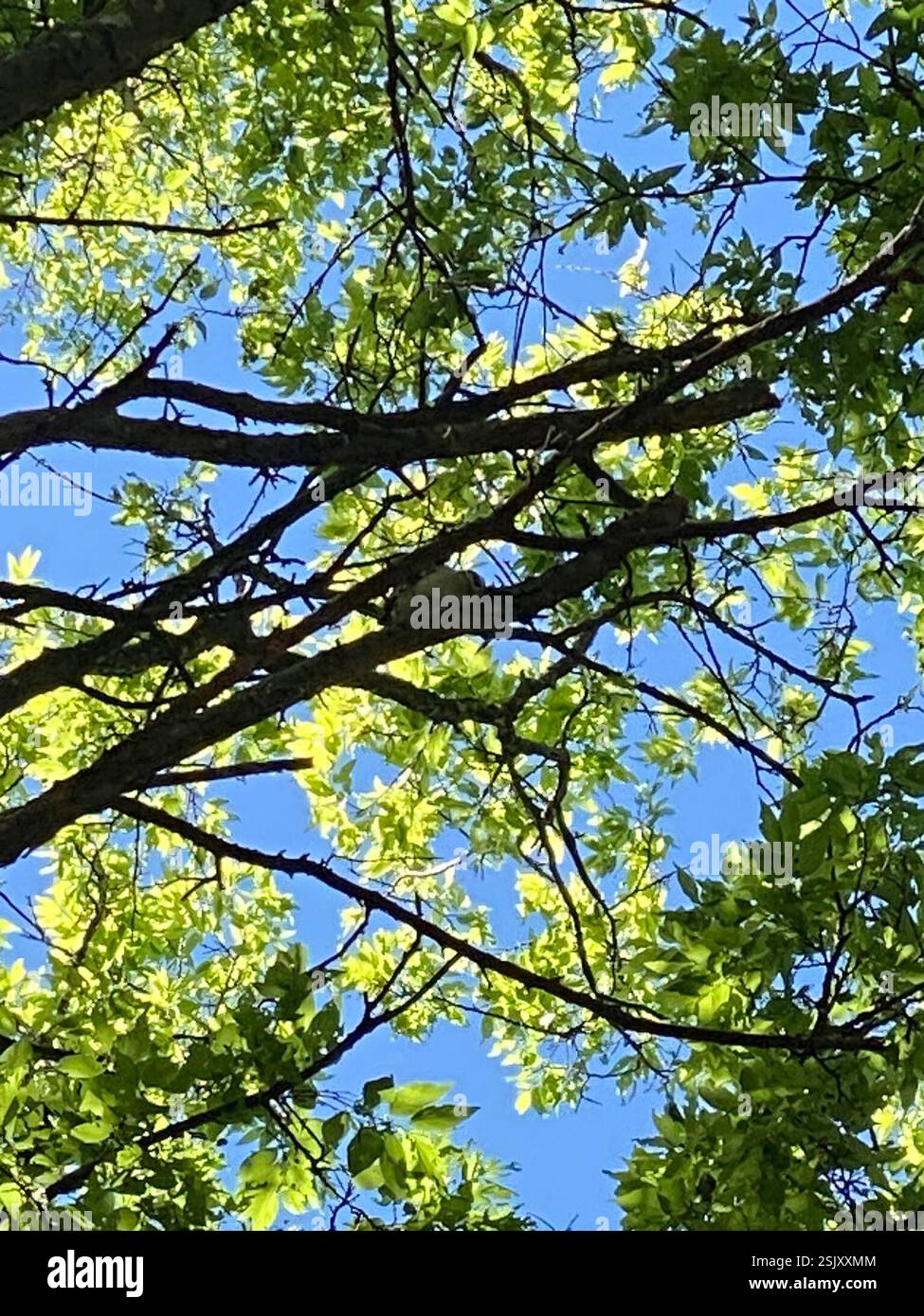 Dryobates Woodpeckers (Dryobates), Aves, Roy G. Guerrero Colorado River ...