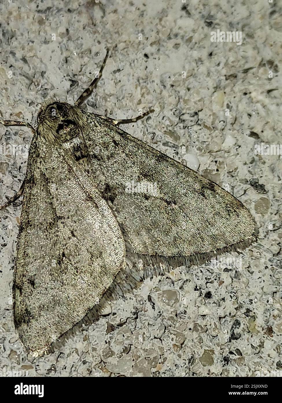 Small Phigalia Moth (Phigalia strigataria), Insecta, Sutherland Stock ...