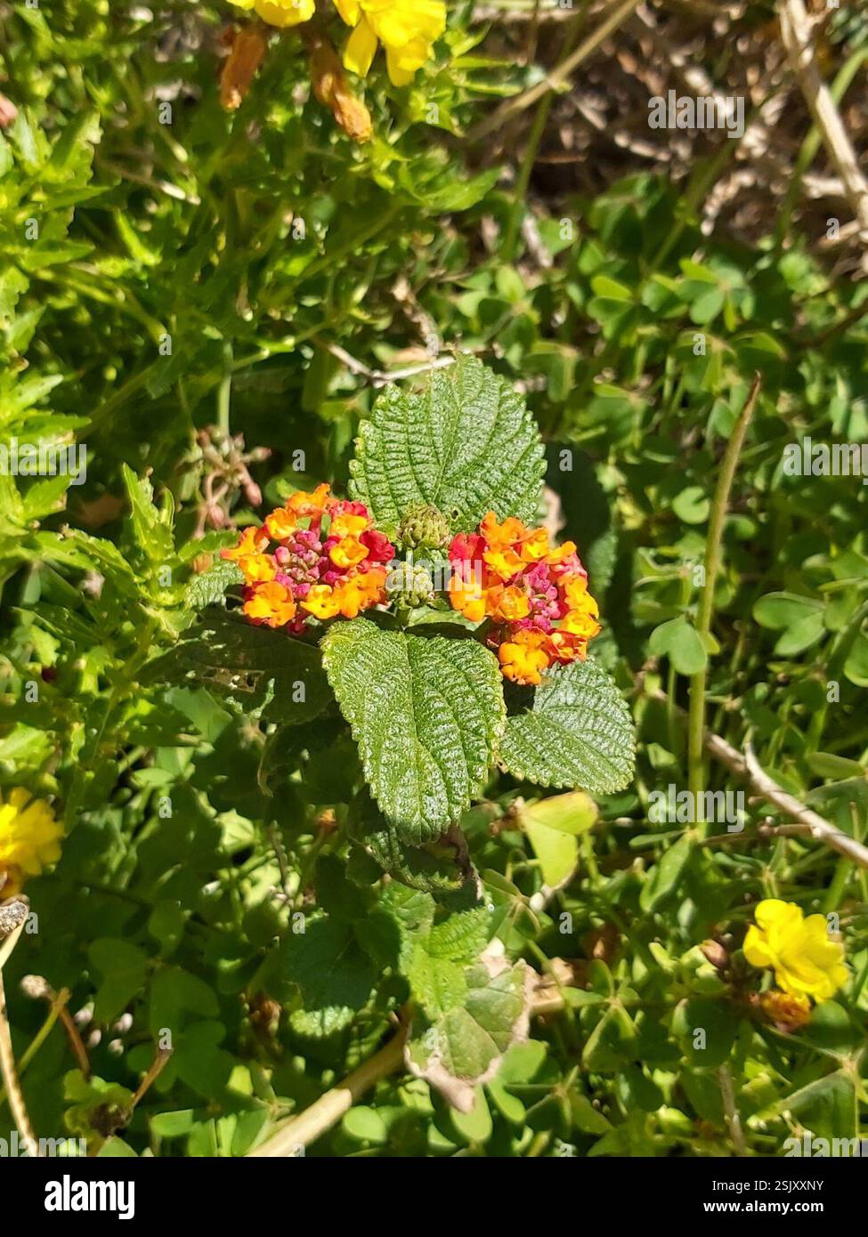 common lantana (Lantana camara), Plantae, 285J+67J, Gadžnsilemas, Malta ...
