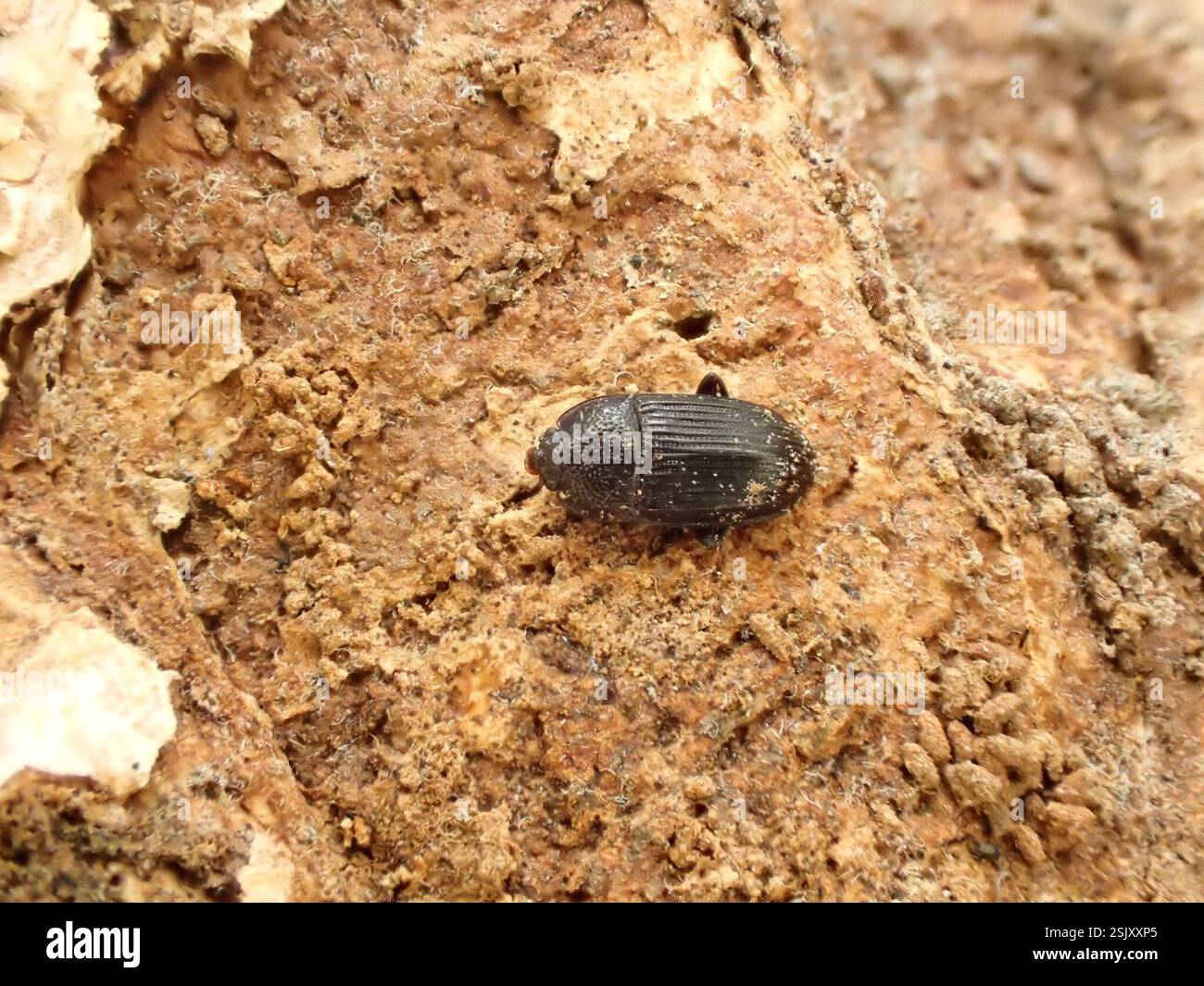 (Ipidia variolosa), Insecta, Japan Stock Photo - Alamy