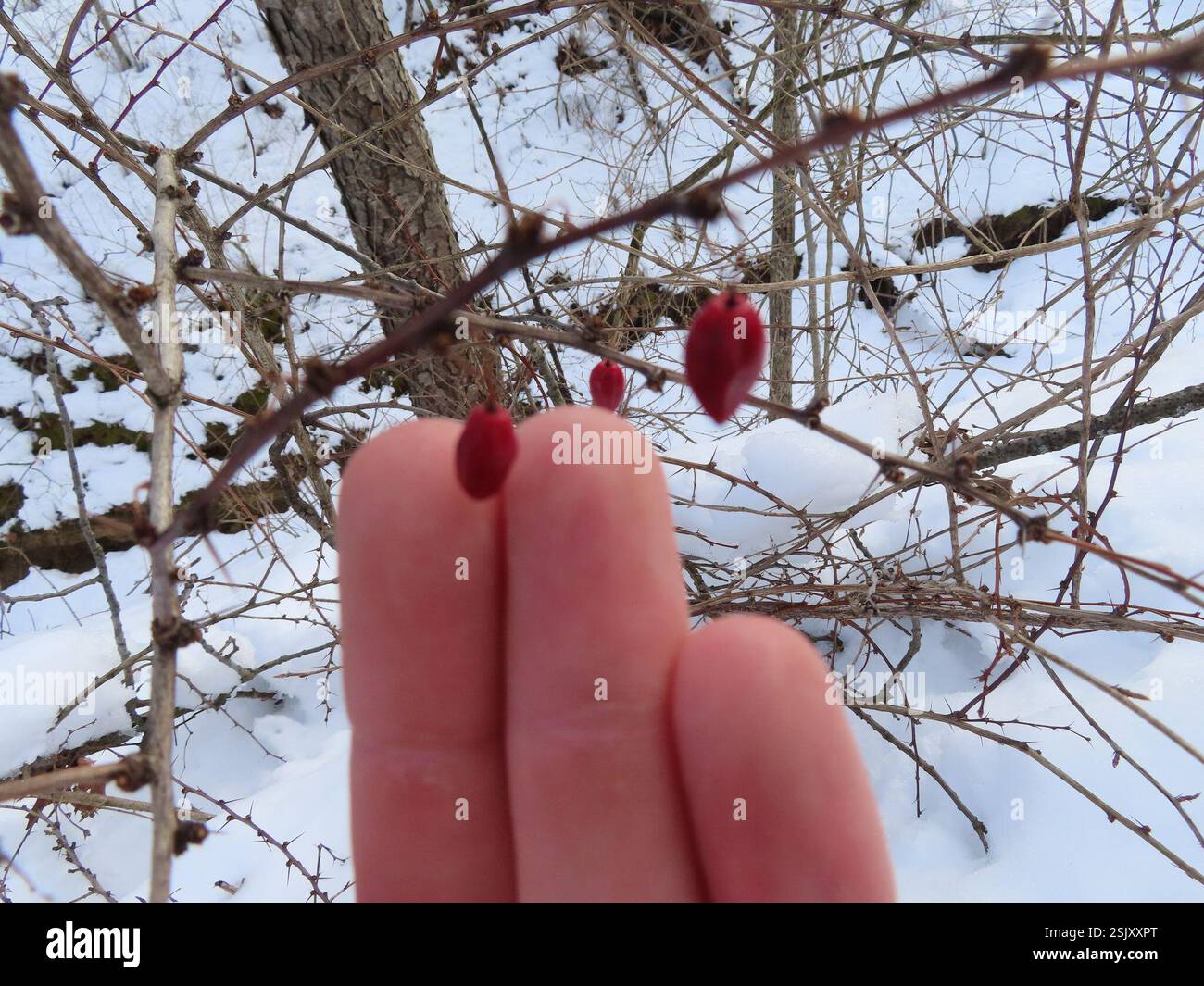 Japanese barberry (Berberis thunbergii), Plantae, Dane, Wisconsin ...