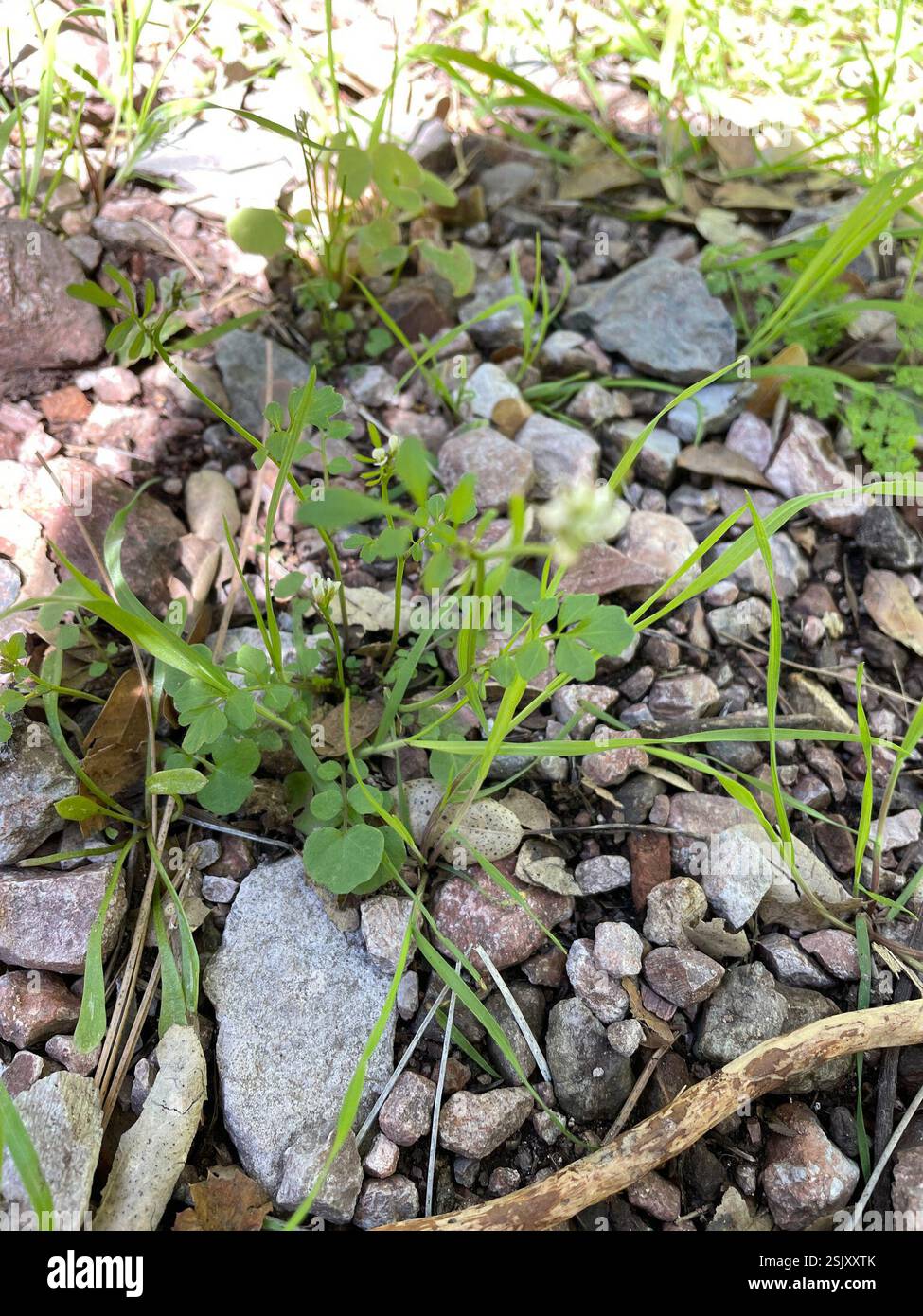 Bittercresses and Toothworts (Cardamine), Plantae, Pinnacles National ...