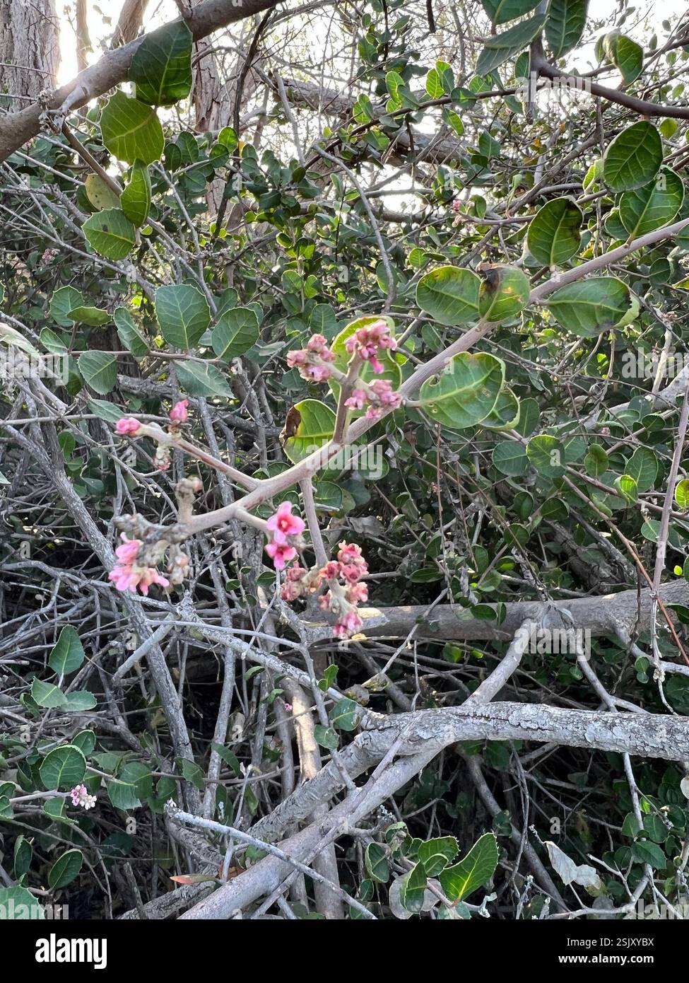 lemonade berry (Rhus integrifolia), Plantae, Irvine, CA, USA, Goofy ...