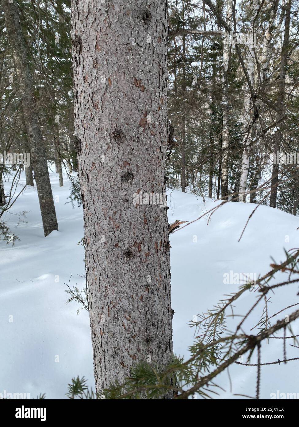 spruce witch's broom rust (Chrysomyxa arctostaphyli), Fungi, Lake ...
