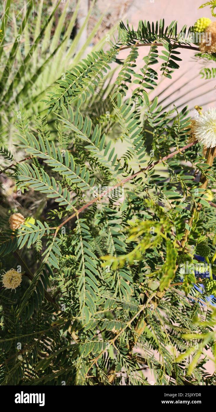 White leadtree (Leucaena leucocephala), Plantae, Loreto, MX-BS, MX ...