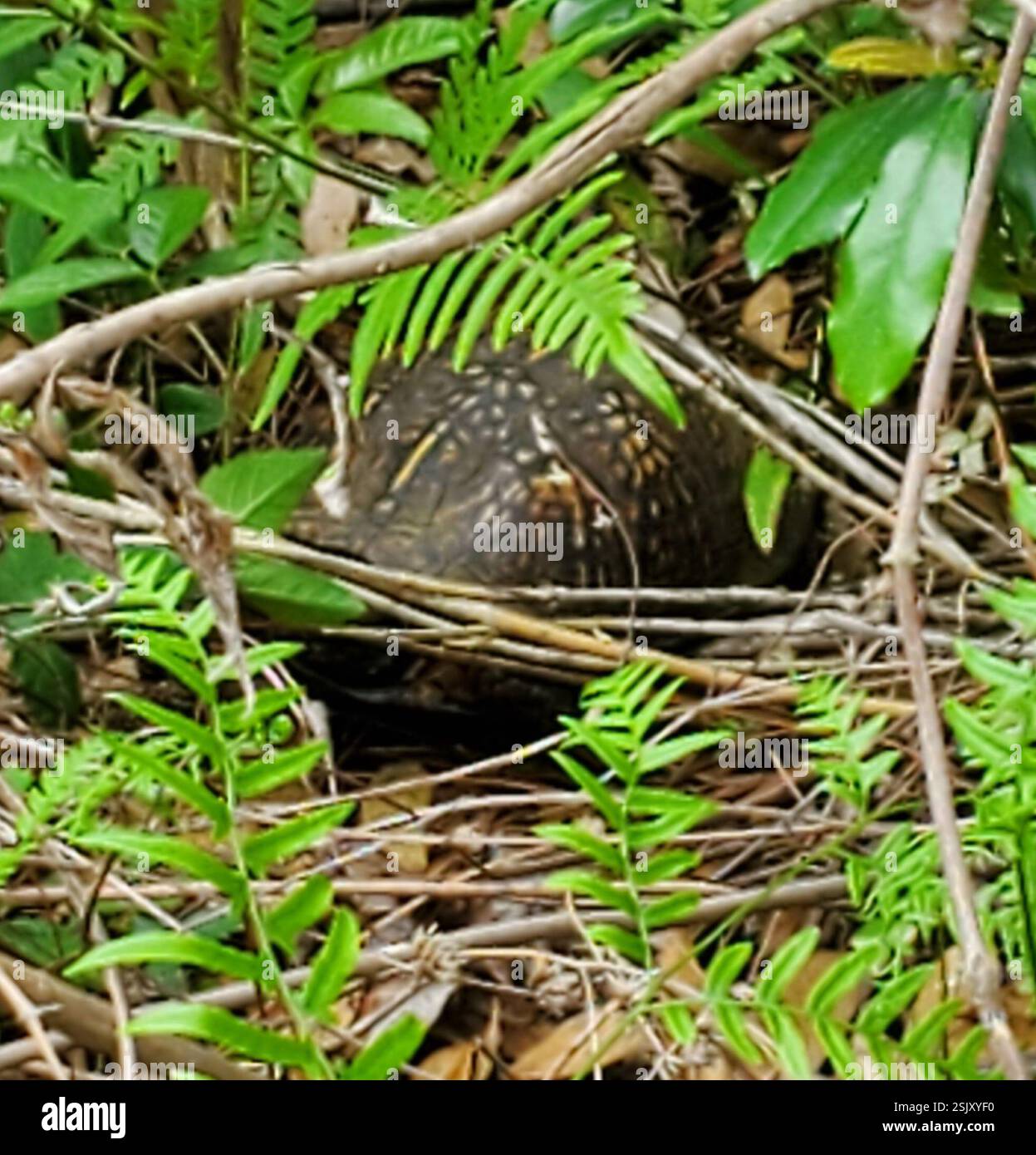 Gulf Coast Box Turtle (Terrapene carolina major), Reptilia, Florida, US ...