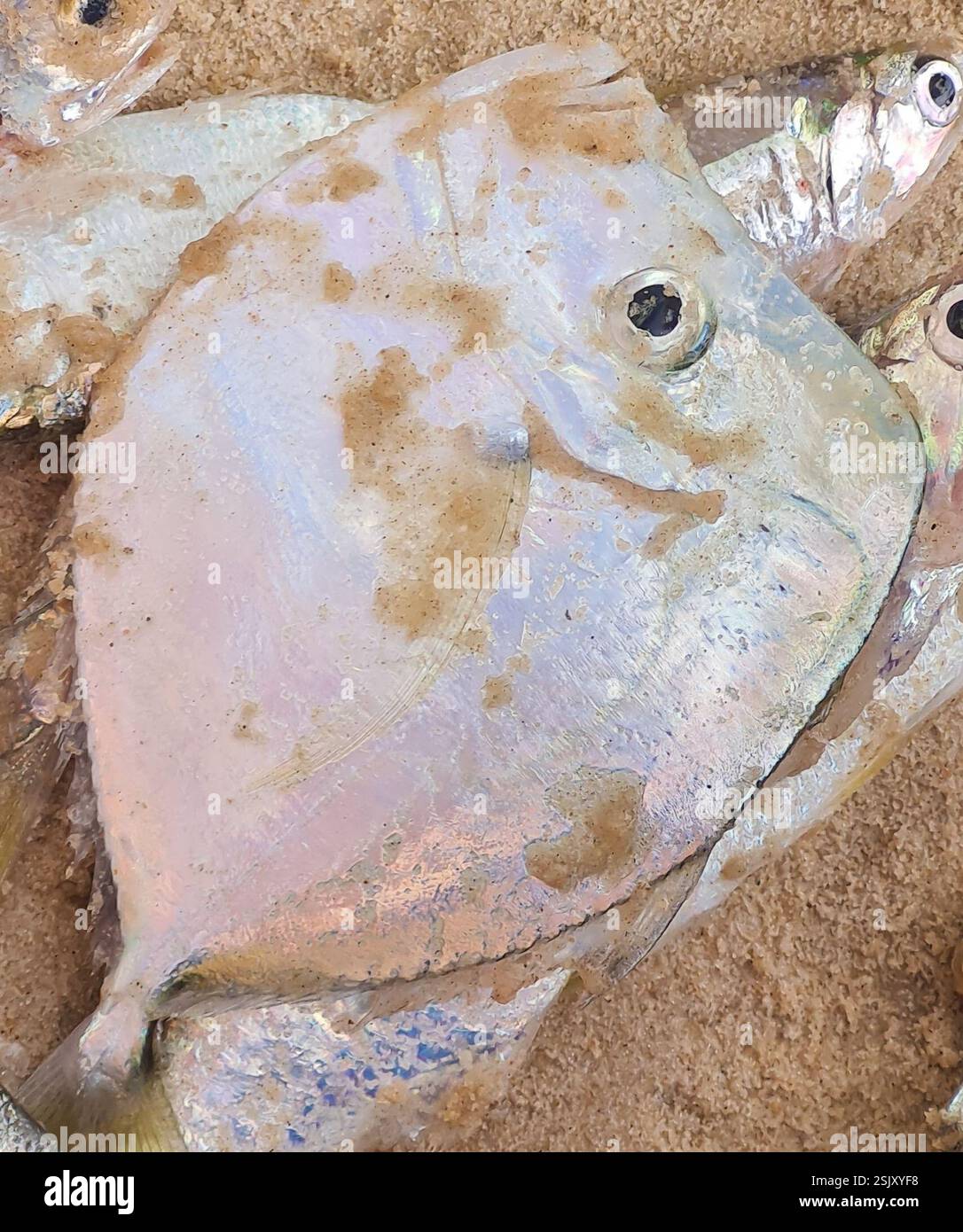 Atlantic Moonfish (Selene setapinnis), Actinopterygii, Natal - RN, Brasil Stock Photo - Alamy