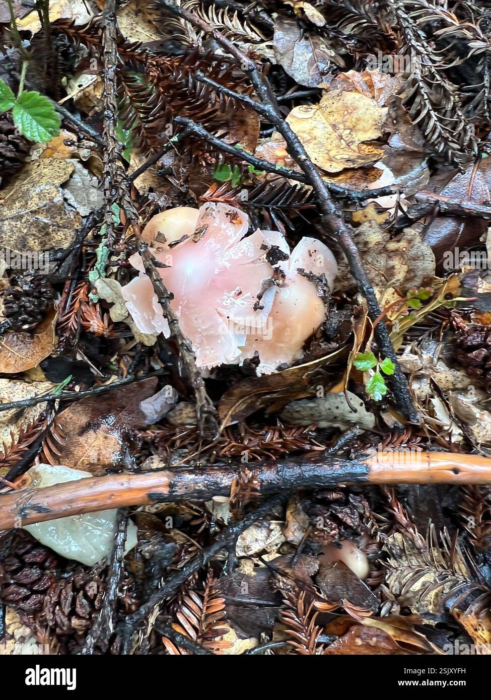 Pink Waxcap (Porpolomopsis calyptriformis), Fungi, Reinhardt Redwood ...